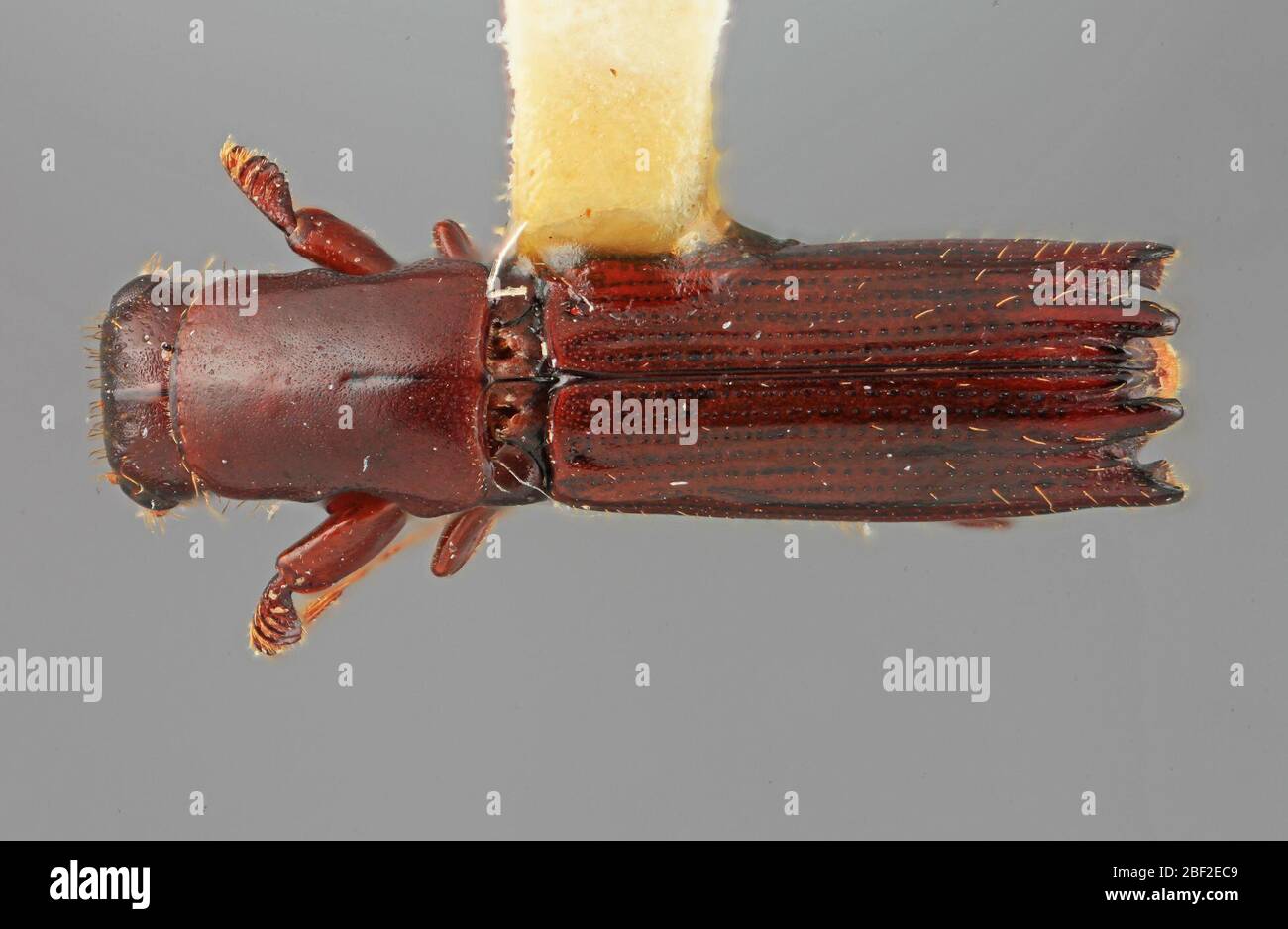 Platypus life cycle hi-res stock photography and images - Alamy