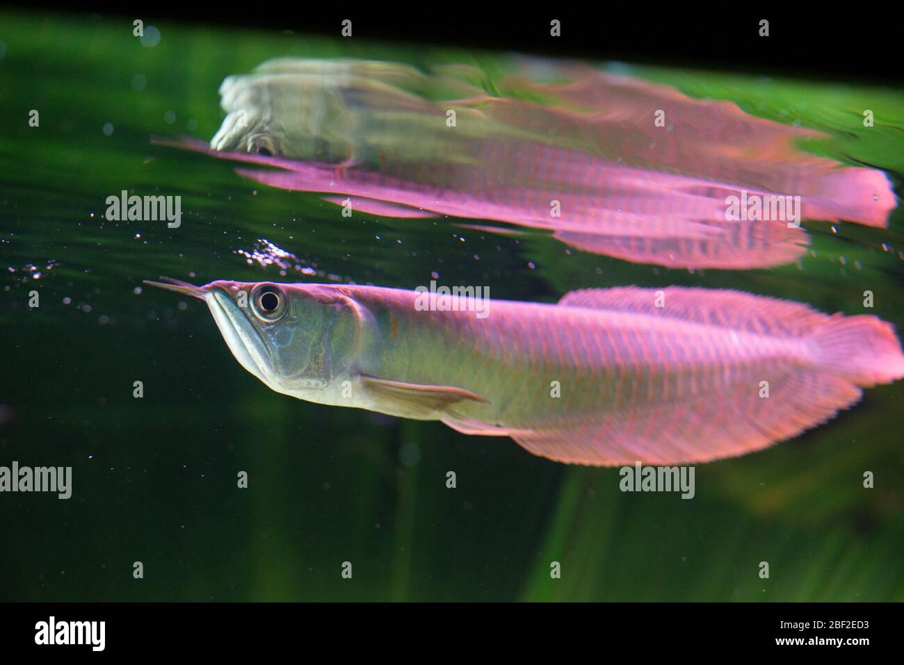 Phylum Chordata Fish