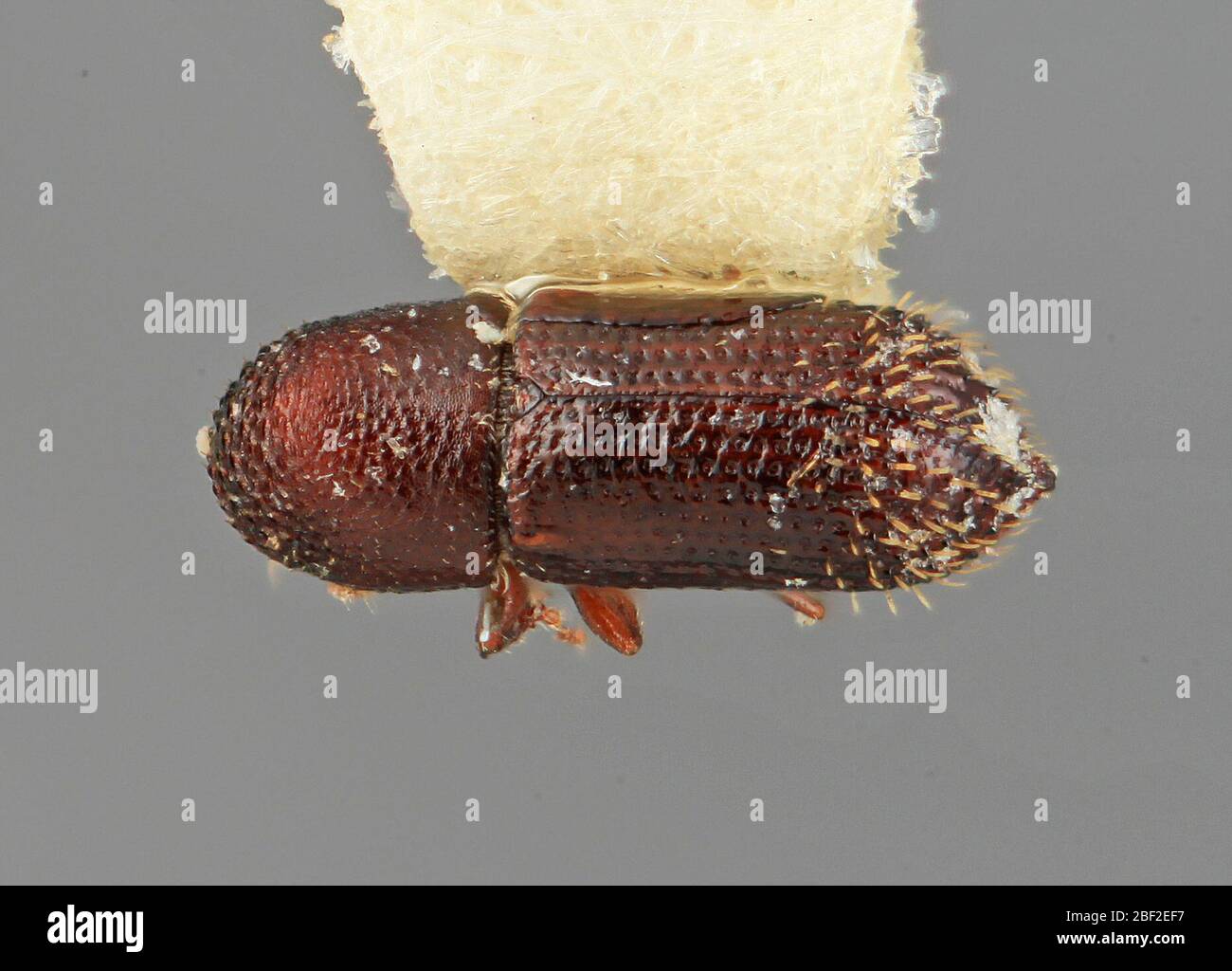 Atkinsoni hi-res stock photography and images - Alamy