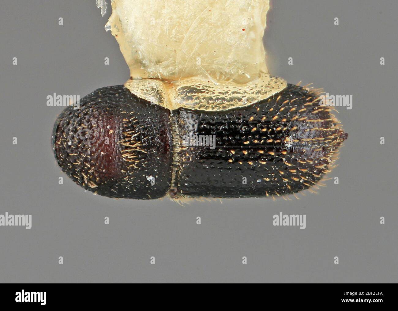 Hylocurus crotonis hi-res stock photography and images - Alamy