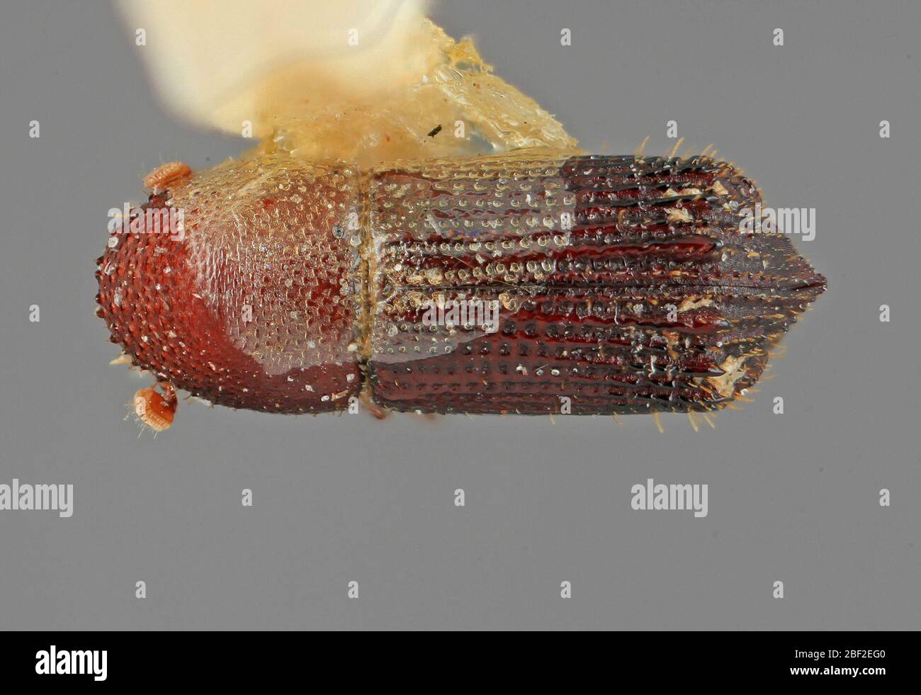 Woytkowskii hi-res stock photography and images - Alamy