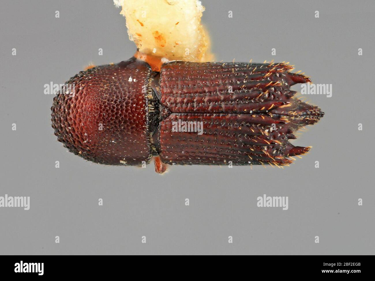 Disparilis hi-res stock photography and images - Alamy