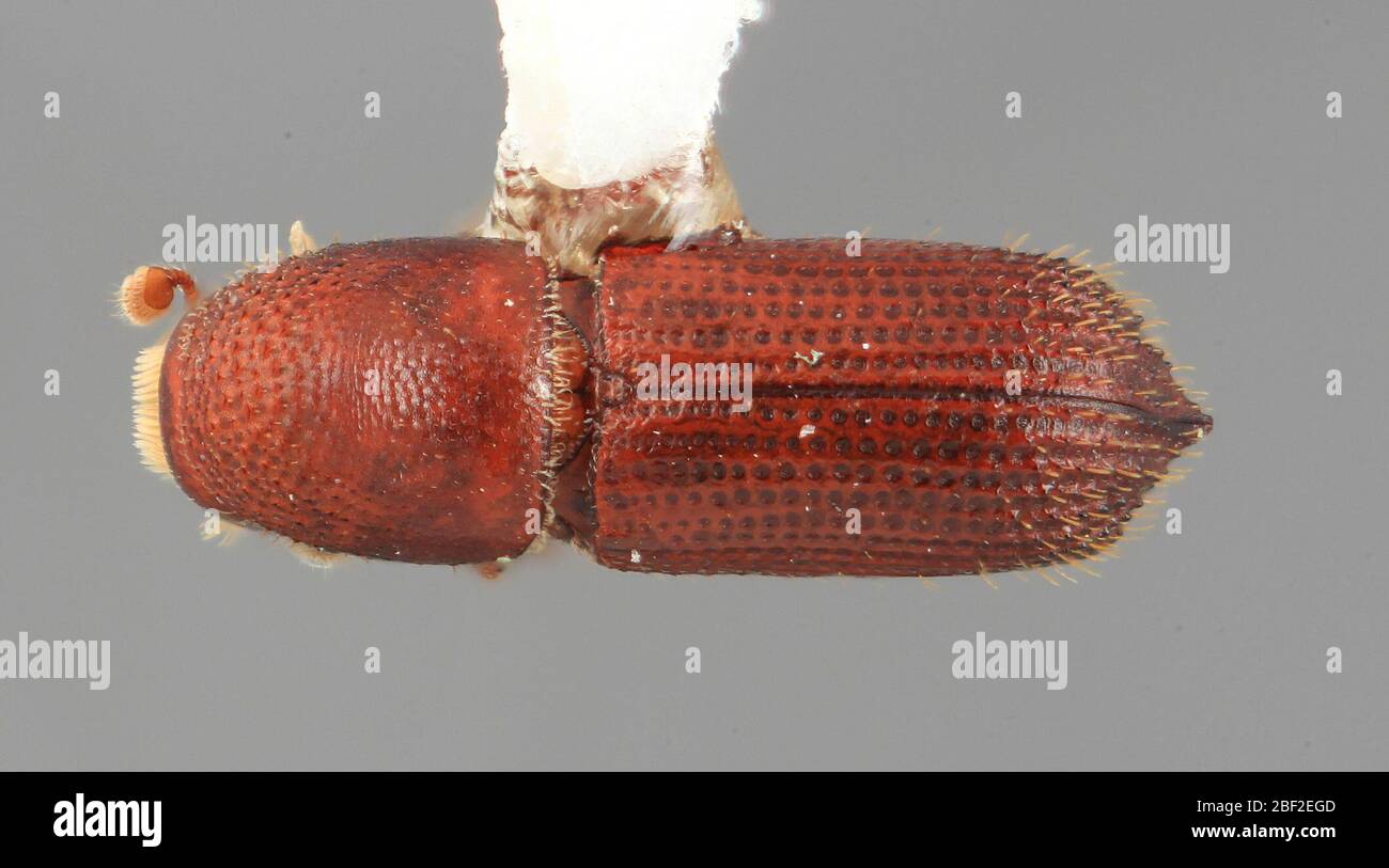 Singularis High Resolution Stock Photography and Images - Alamy