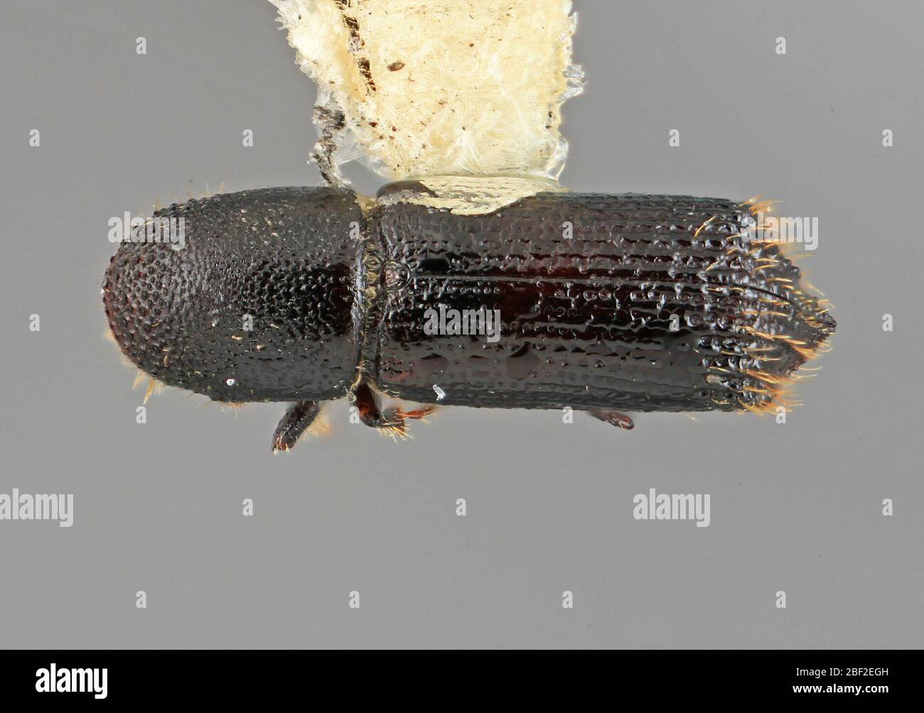 Prolatus hi-res stock photography and images - Alamy