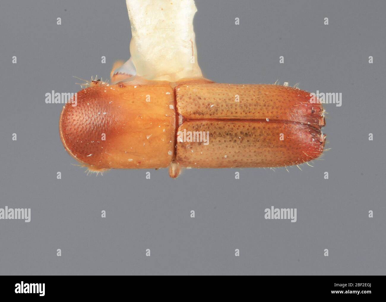 Monarthrum bifoveatum wood hi-res stock photography and images - Alamy