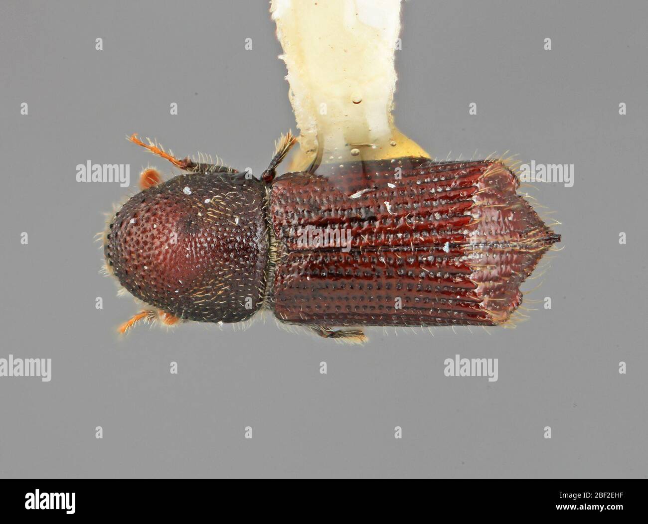 Unique fish identification hi-res stock photography and images - Alamy