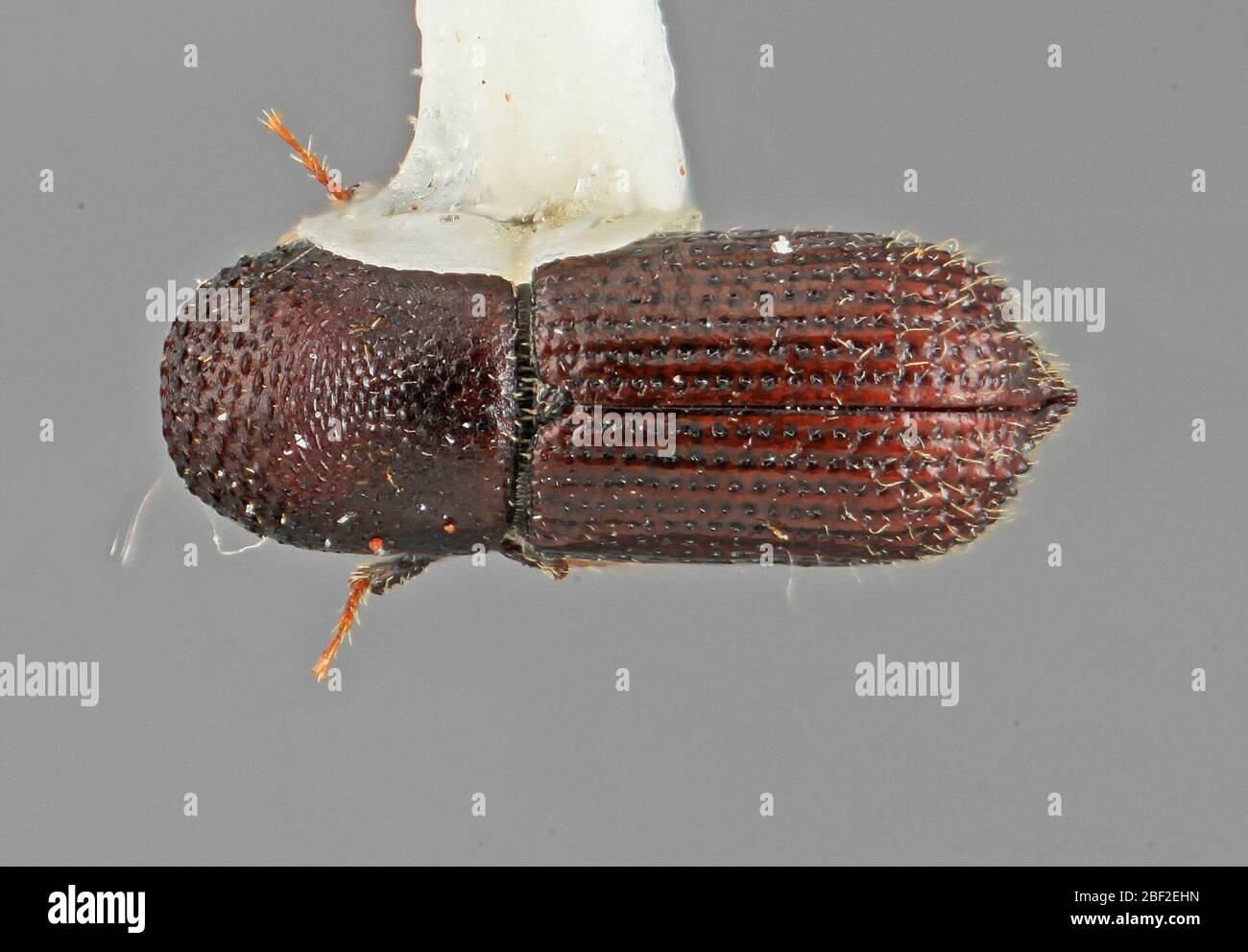 Torosus hi-res stock photography and images - Alamy