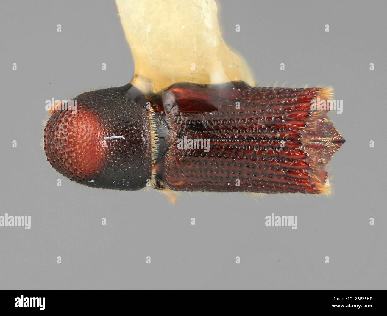 Clarki hi-res stock photography and images - Alamy