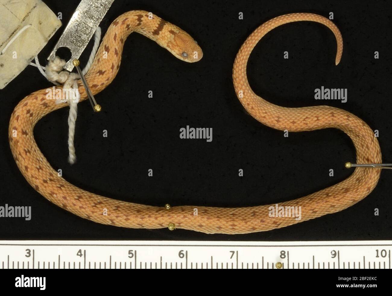 Ninia maculata. 2 Oct 20181 Stock Photo - Alamy