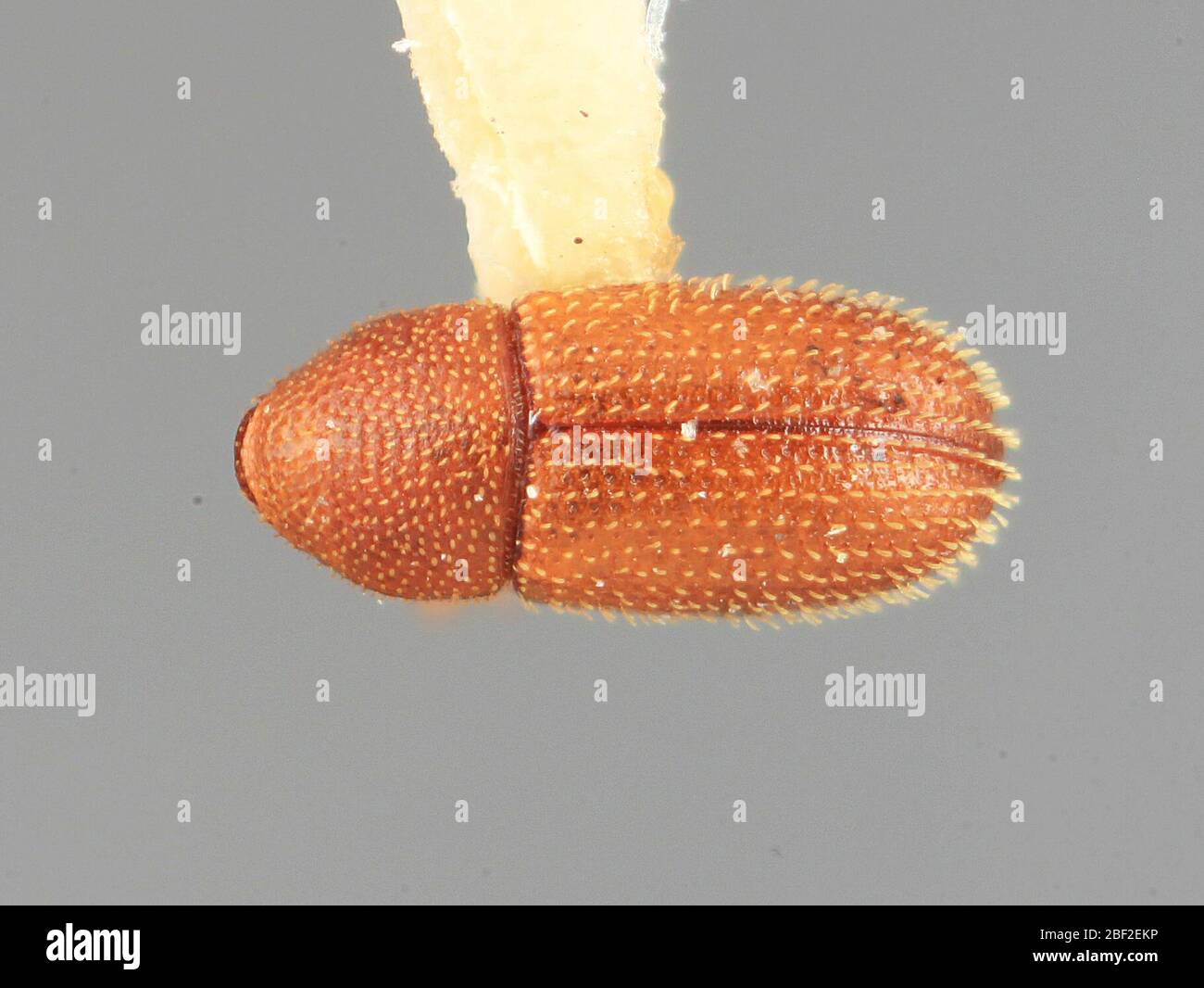 Rodent pathology hi-res stock photography and images - Alamy