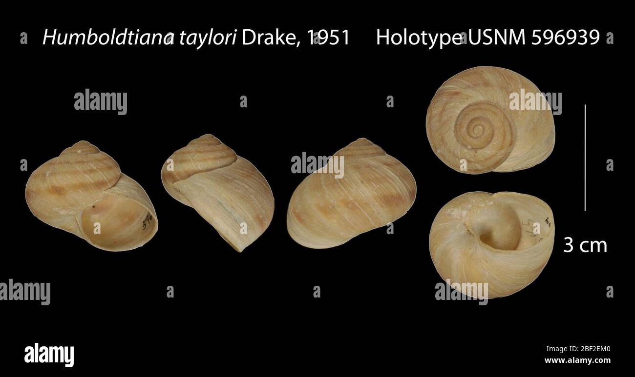 Taylori hi-res stock photography and images - Alamy