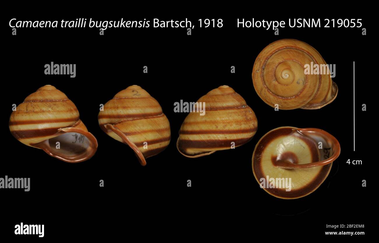 Camaena trailli bugsukensis. 12 Mar 20181 Stock Photo - Alamy