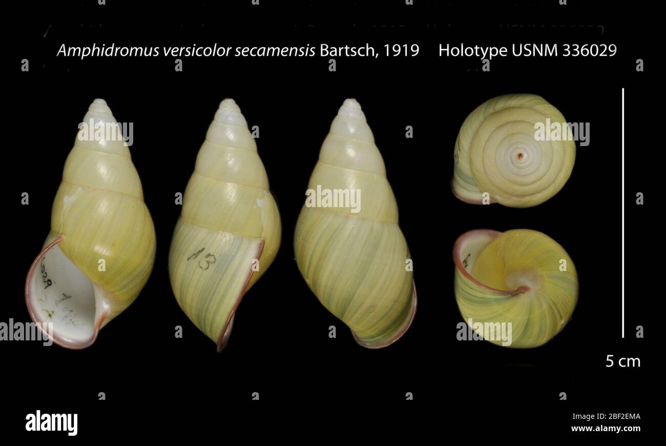 Amphidromus High Resolution Stock Photography and Images - Alamy