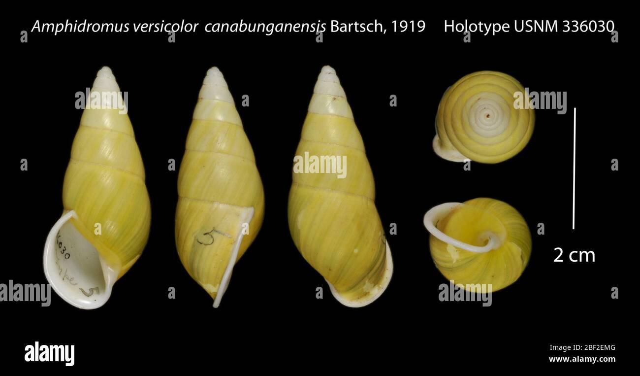 Amphidromus High Resolution Stock Photography and Images - Alamy