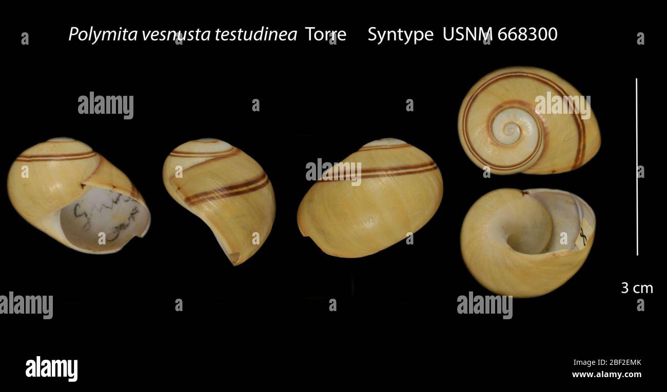 Polymita venusta hi-res stock photography and images - Alamy