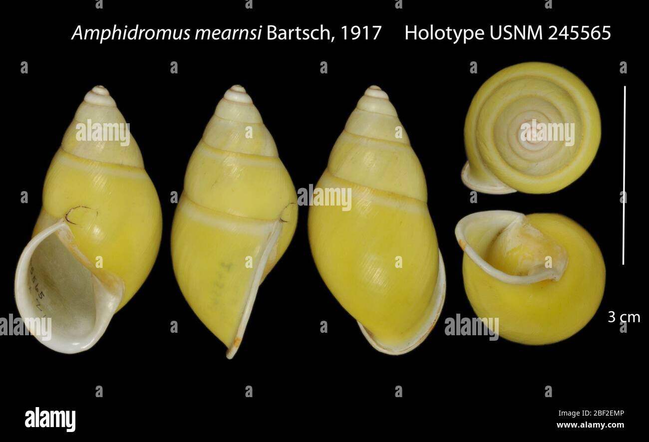 Amphidromus hi-res stock photography and images - Alamy