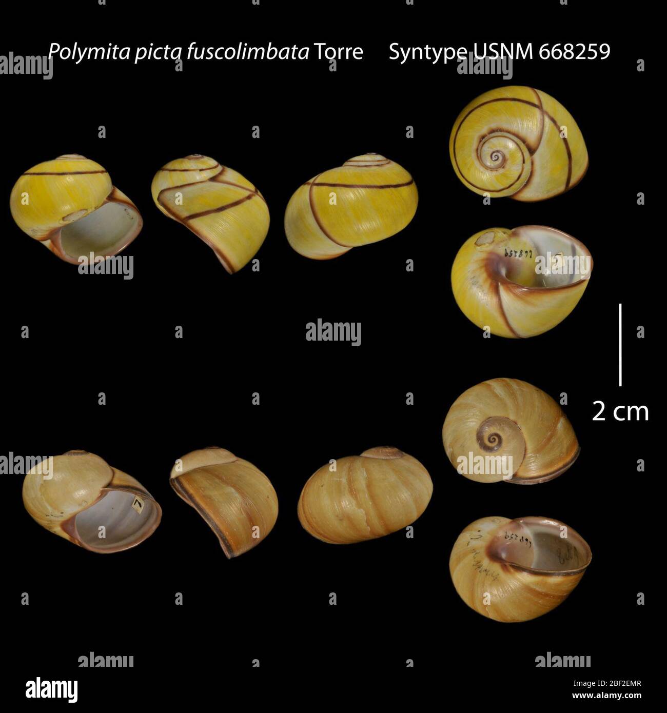 Polymita picta fuscolimbata hi-res stock photography and images - Alamy