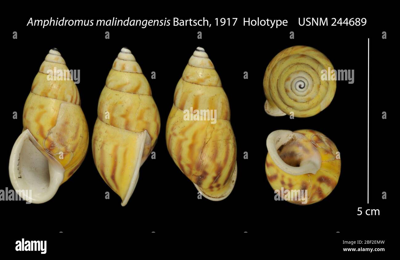 Amphidromus hi-res stock photography and images - Alamy