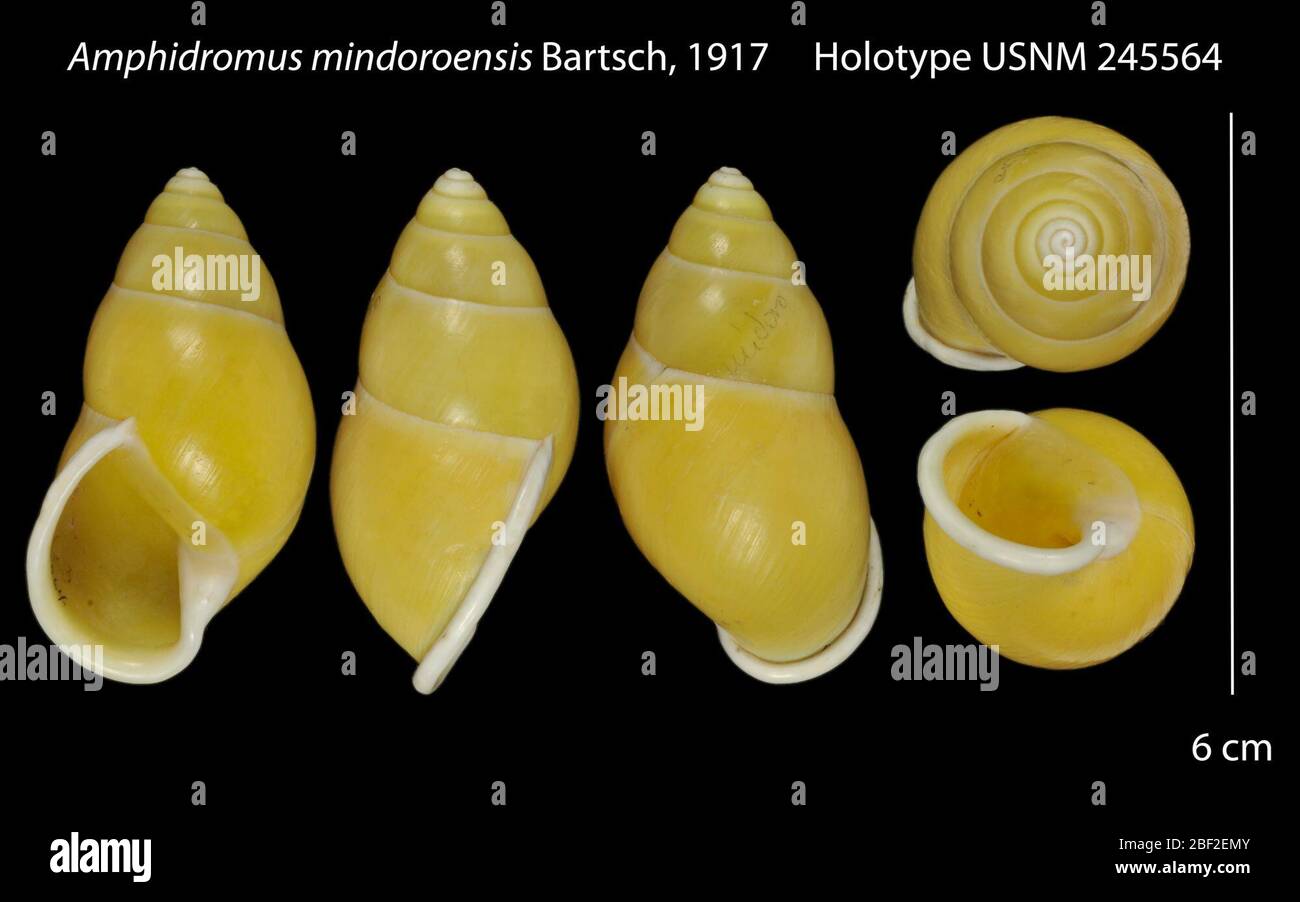 Amphidromus hi-res stock photography and images - Alamy