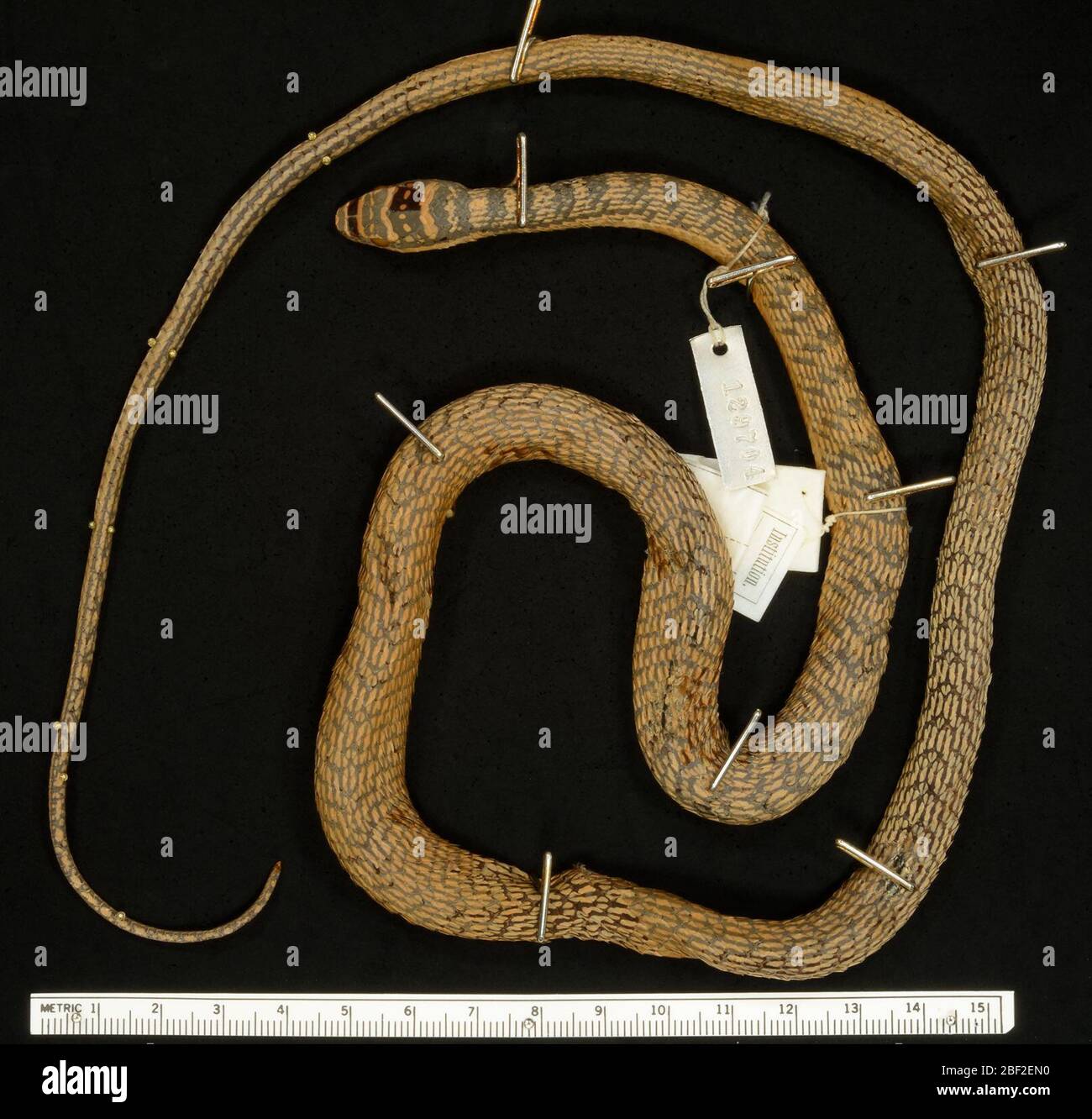 Chrysopelea ornata hi-res stock photography and images - Alamy