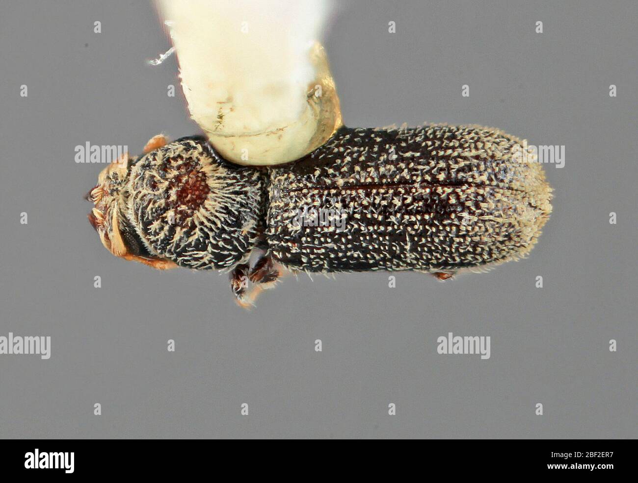 Securus hi-res stock photography and images - Alamy