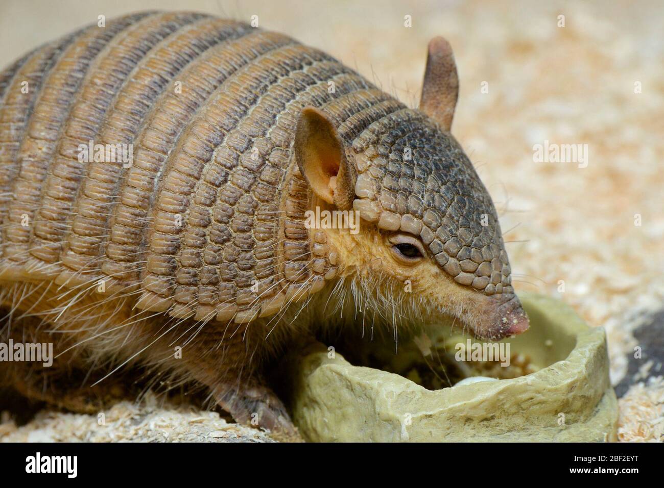 Screaming hairy armadillo hi-res stock photography and images - Alamy