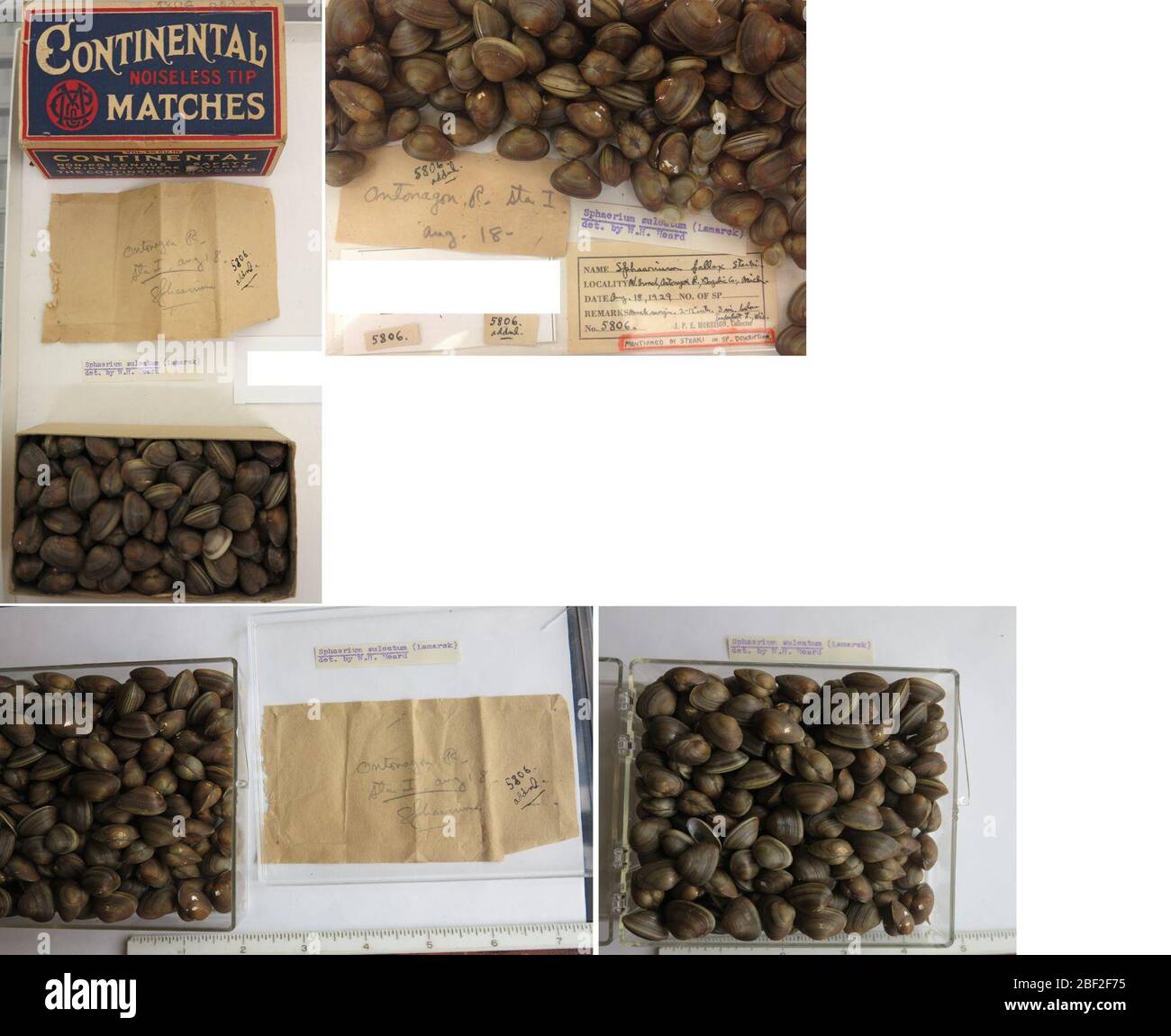 Sphaerium sp hi-res stock photography and images - Alamy