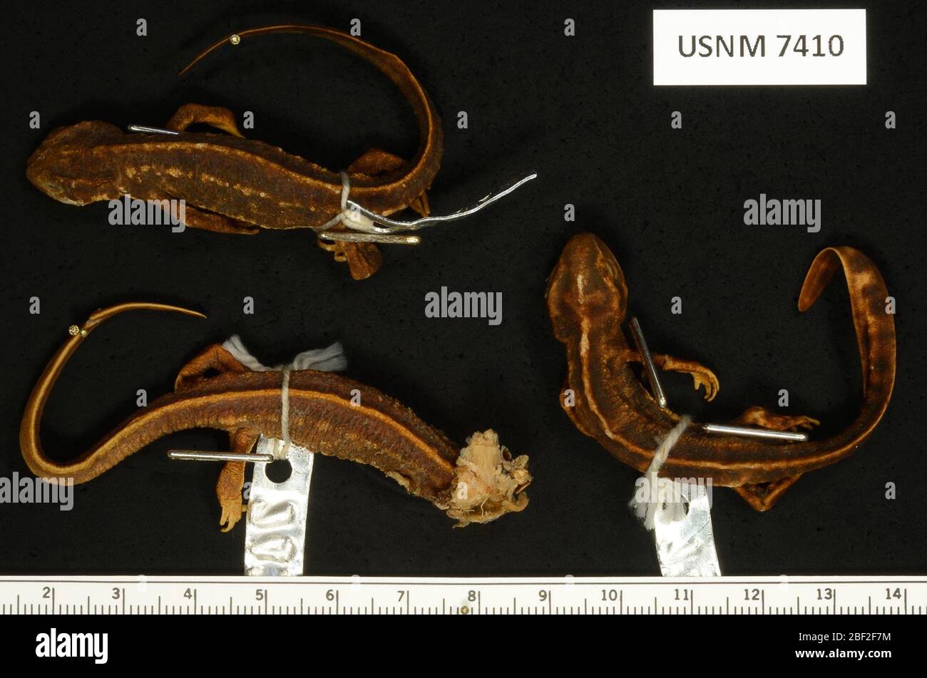 Cynops hi-res stock photography and images - Alamy