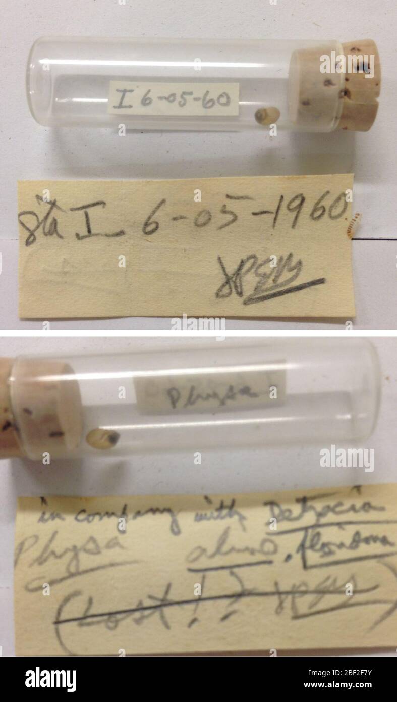 Physa High Resolution Stock Photography and Images - Alamy