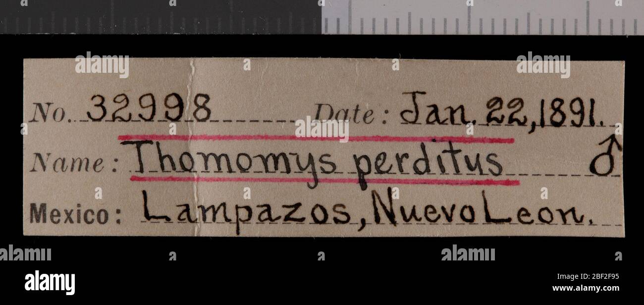 Thomomys bottae perditus. 8 Apr 20151 Stock Photo - Alamy