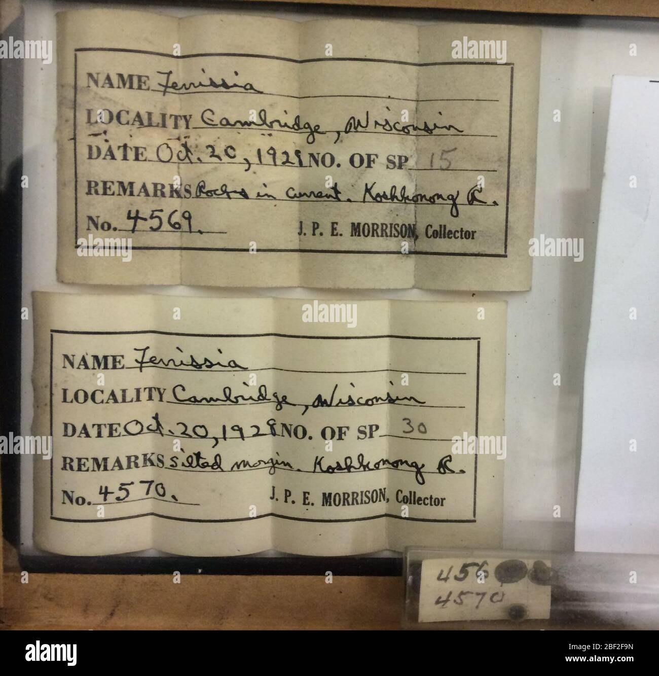 Ferrissia hi-res stock photography and images - Alamy