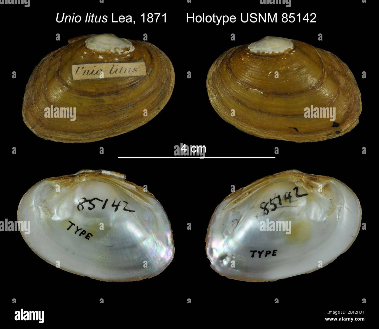 Litus hi-res stock photography and images - Alamy