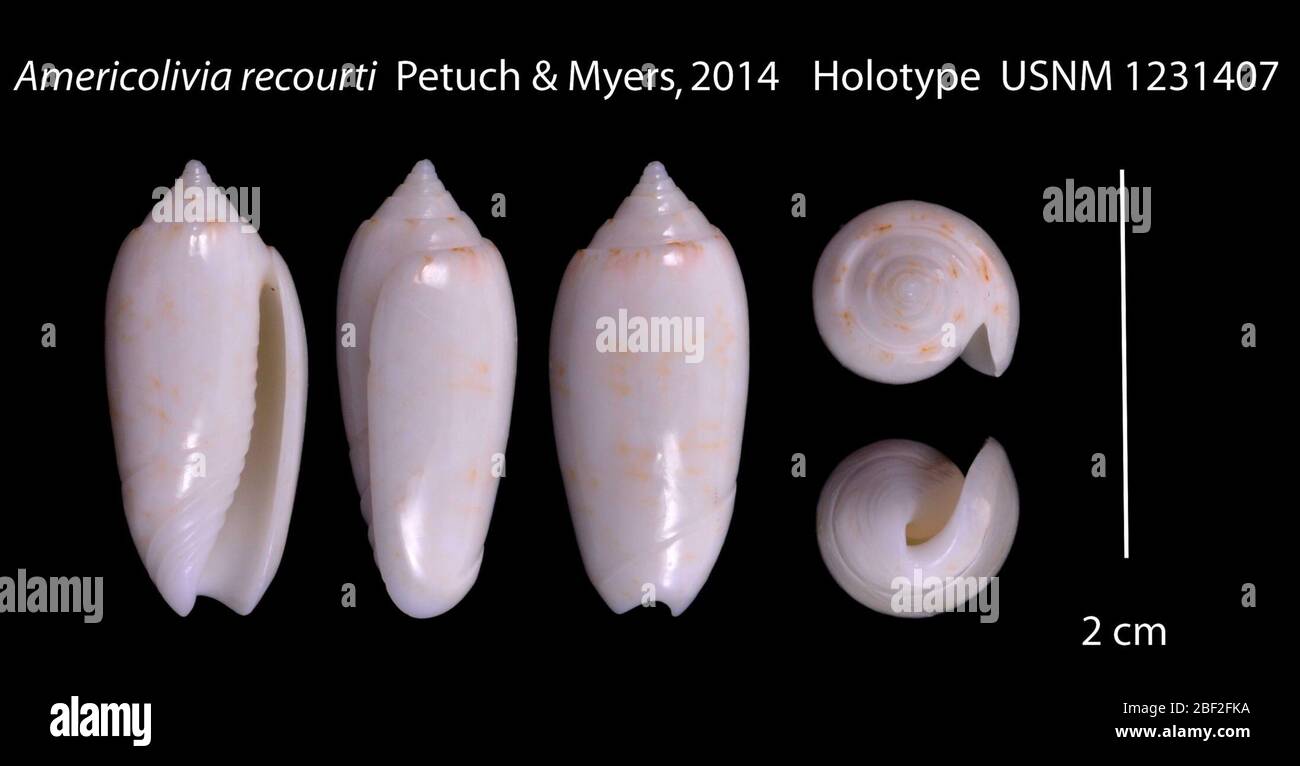 Americoliva recourti. 4 Apr 20181 Stock Photo - Alamy