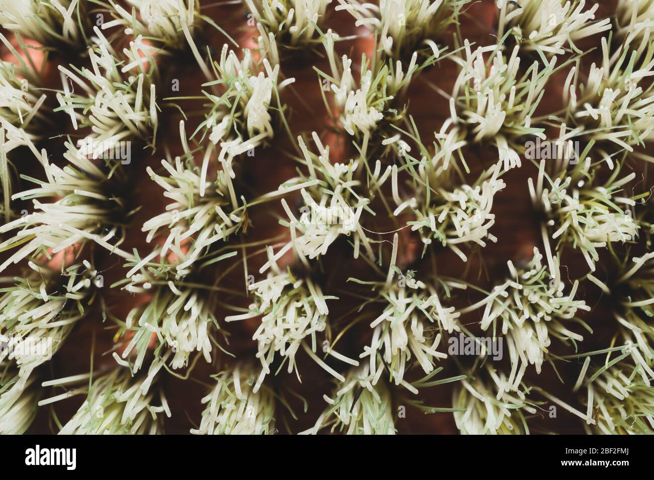 Abstract background scouring macro hi-res stock photography and images ...