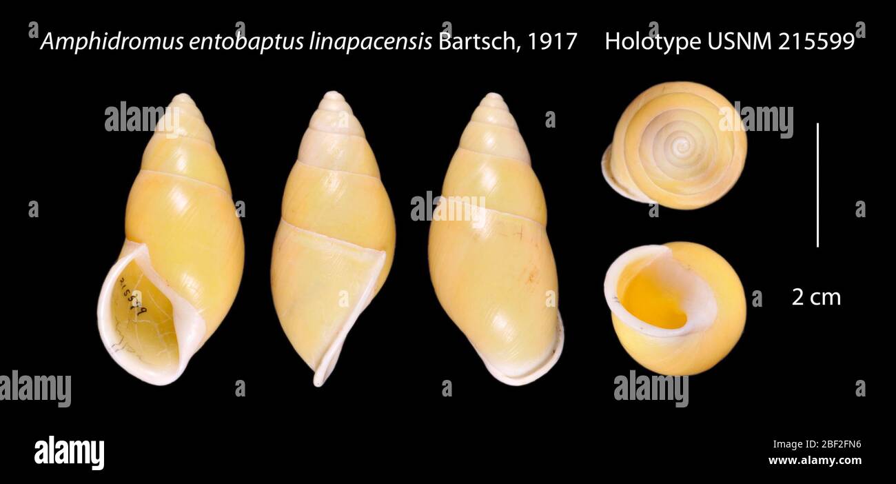 Amphidromus entobaptus linapacensis. 4 Apr 20185336D100 Stock Photo - Alamy