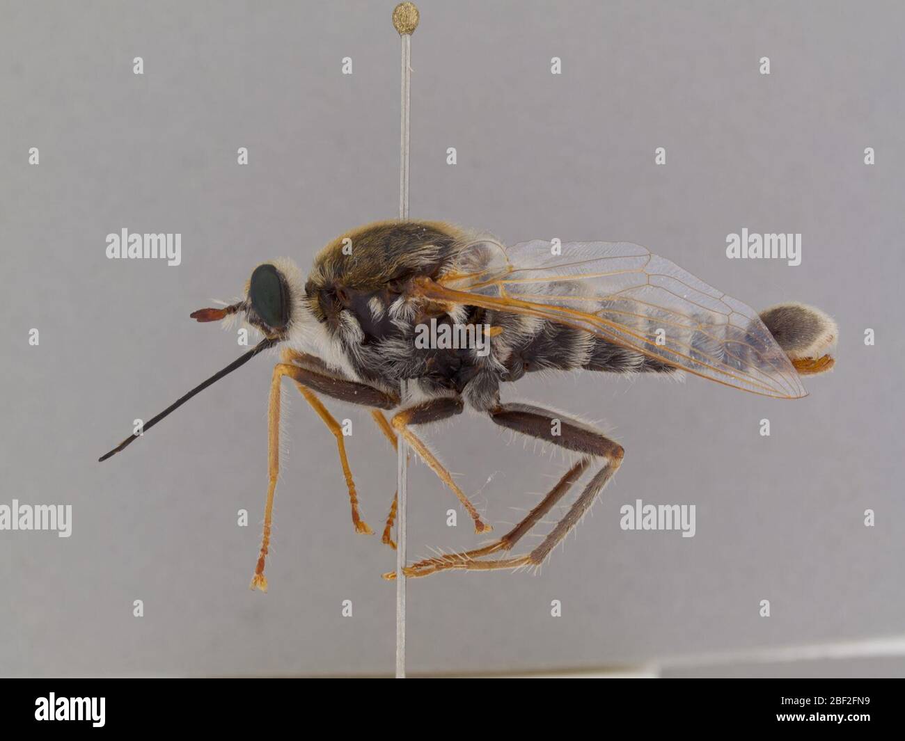 Rhaphiomidas parkeri. 6 Oct 20151 Stock Photo - Alamy