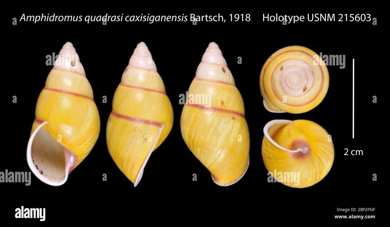 Amphidromus hi-res stock photography and images - Alamy