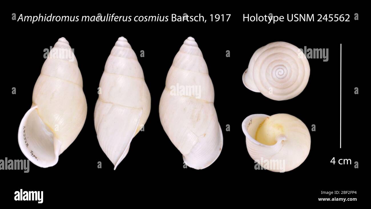 Amphidromus hi-res stock photography and images - Alamy