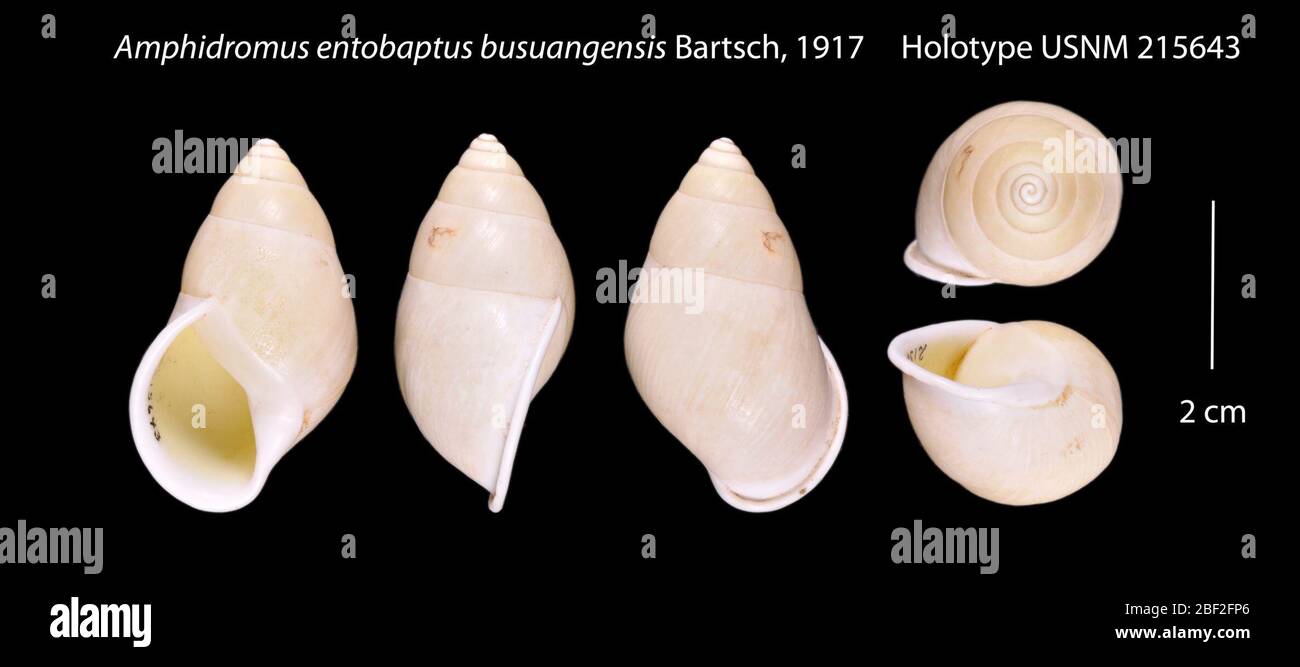 Amphidromus High Resolution Stock Photography and Images - Alamy