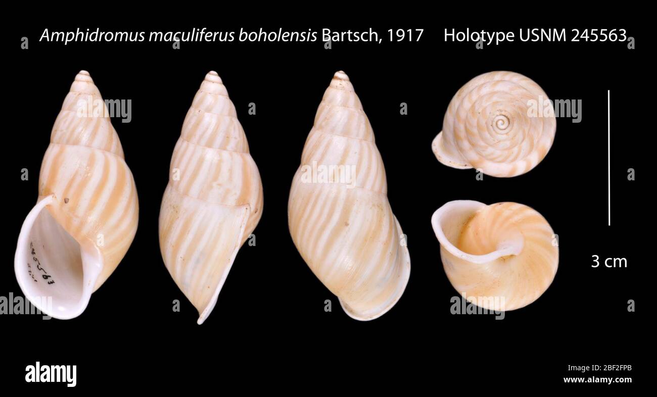 Amphidromus hi-res stock photography and images - Alamy