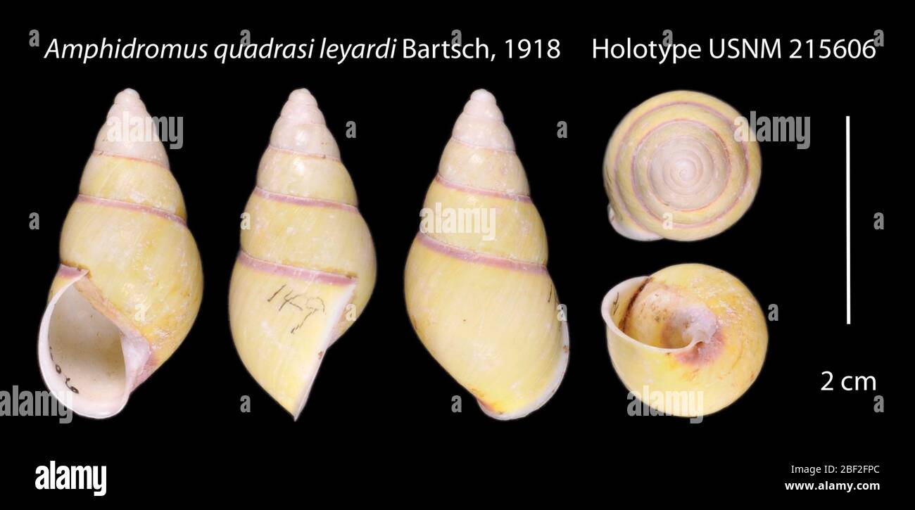 Amphidromus hi-res stock photography and images - Alamy