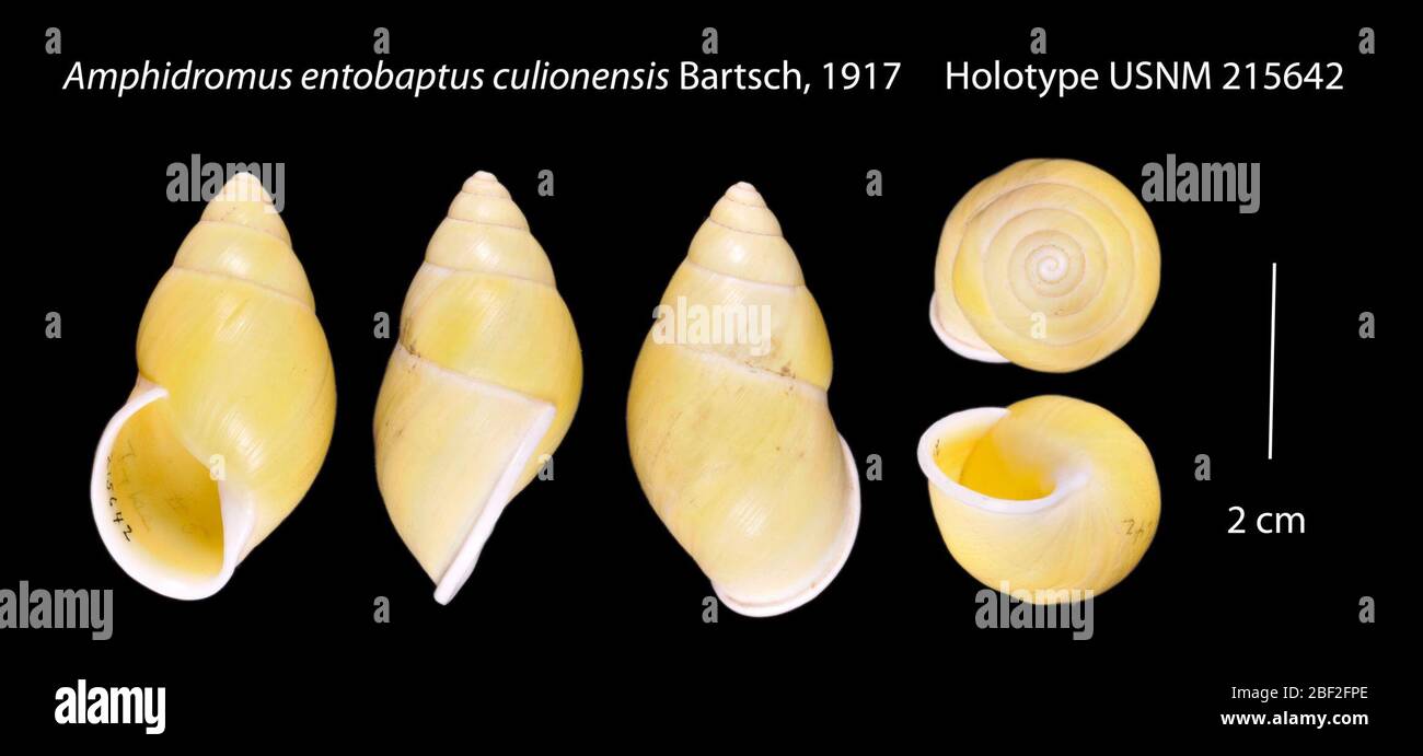 Amphidromus High Resolution Stock Photography and Images - Alamy