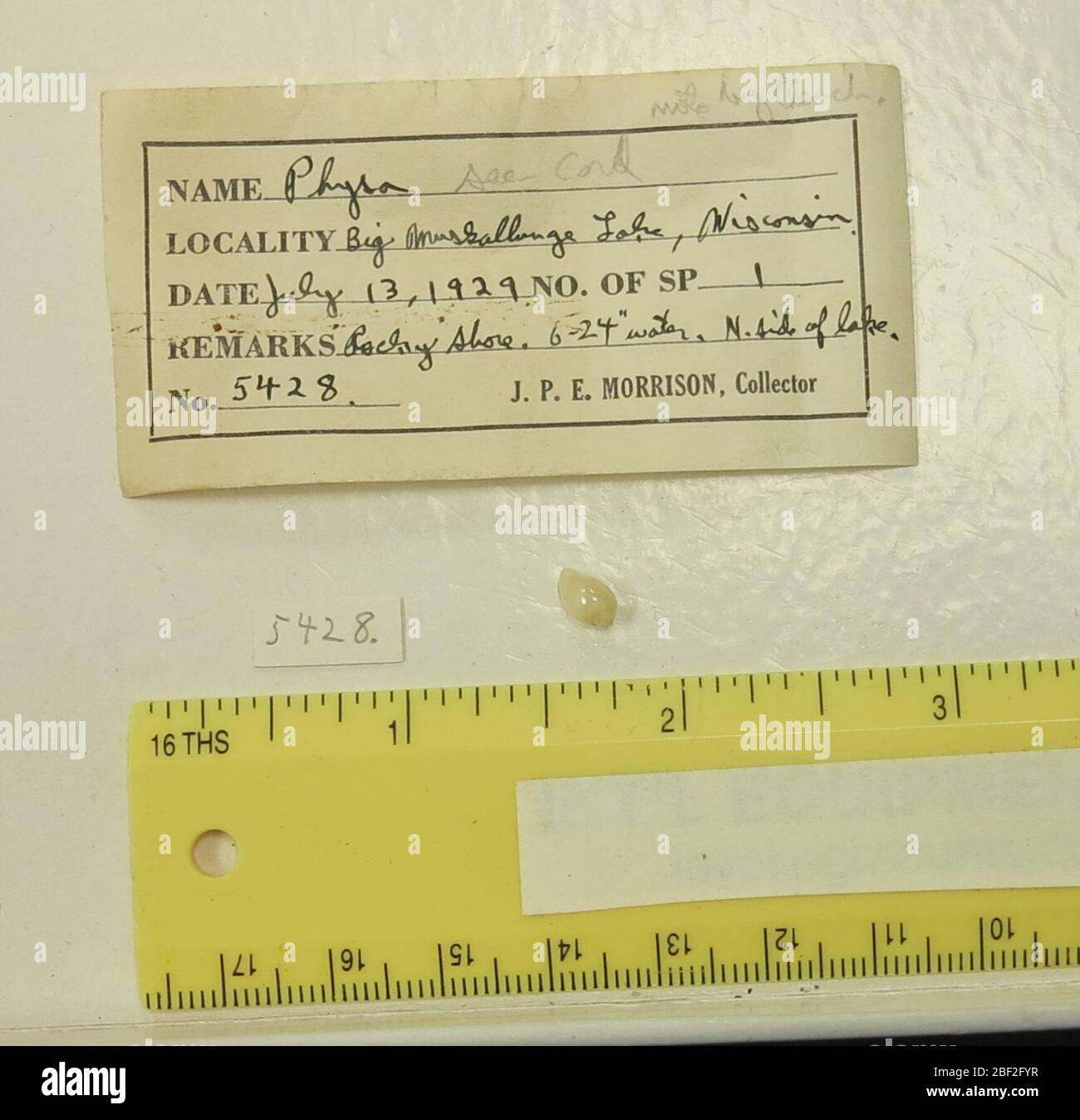 Physa sp. 17 Feb 20205 Stock Photo - Alamy