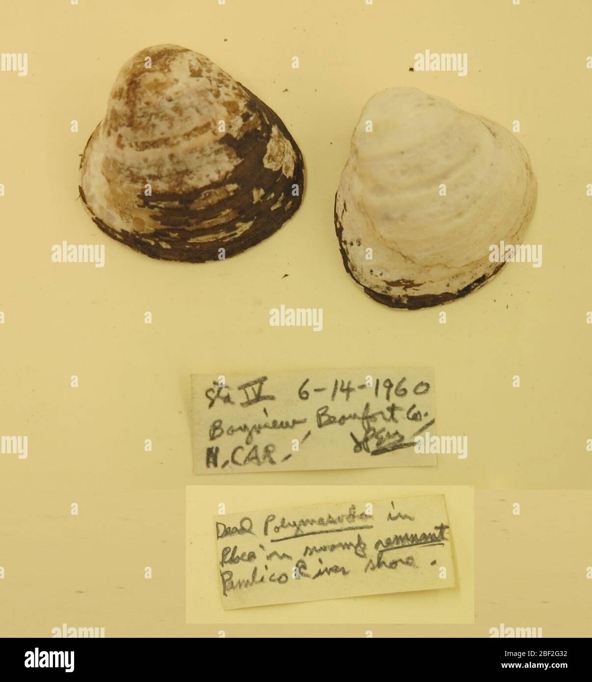 Polymesoda sp. 7 Mar 2018IV2 Stock Photo - Alamy