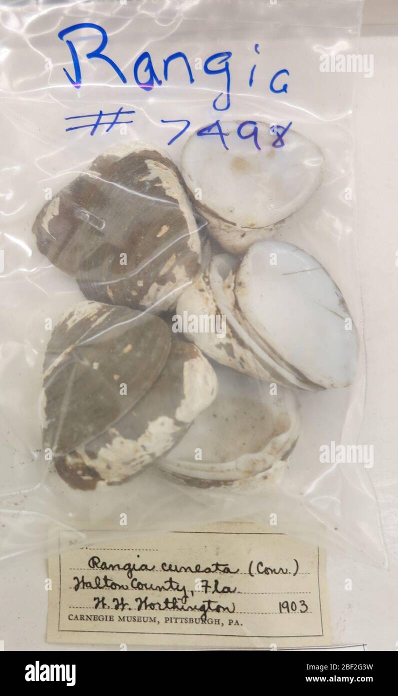 Rangia cuneata. 28 Mar 201860 Stock Photo - Alamy