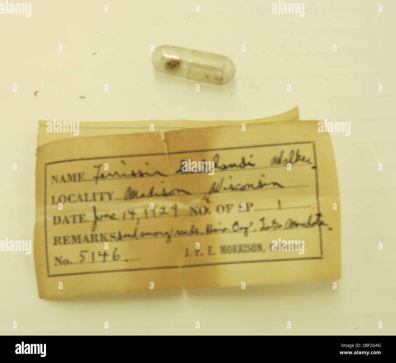 Ferrissia hi-res stock photography and images - Alamy