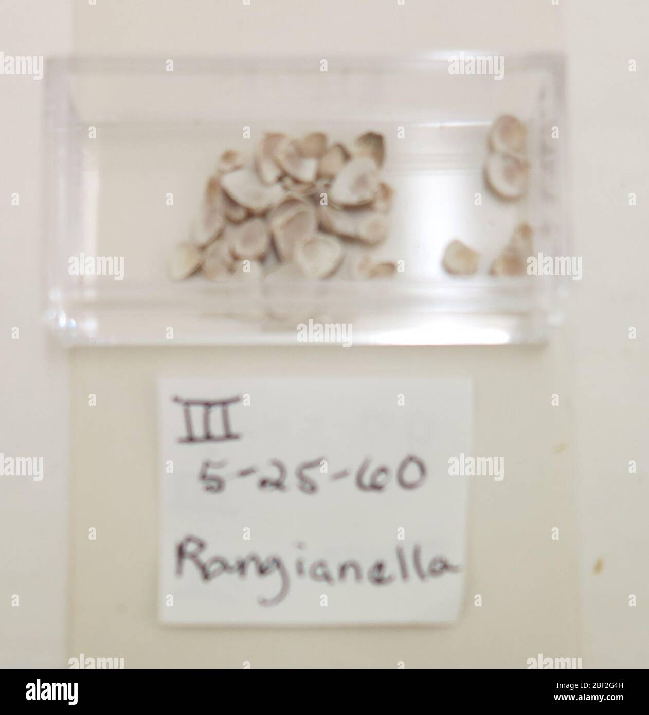 Rangia sp. 29 Mar 2018II200 Stock Photo - Alamy