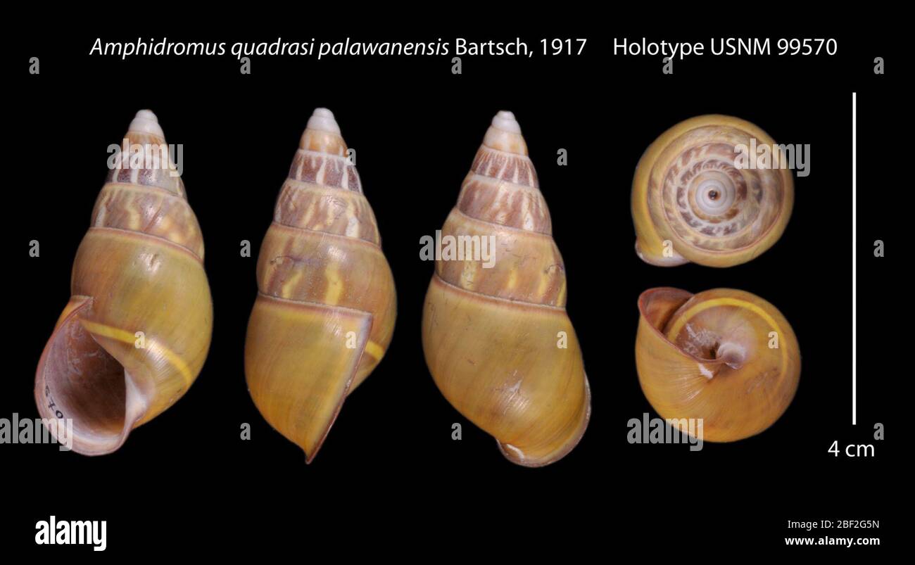 Amphidromus hi-res stock photography and images - Alamy