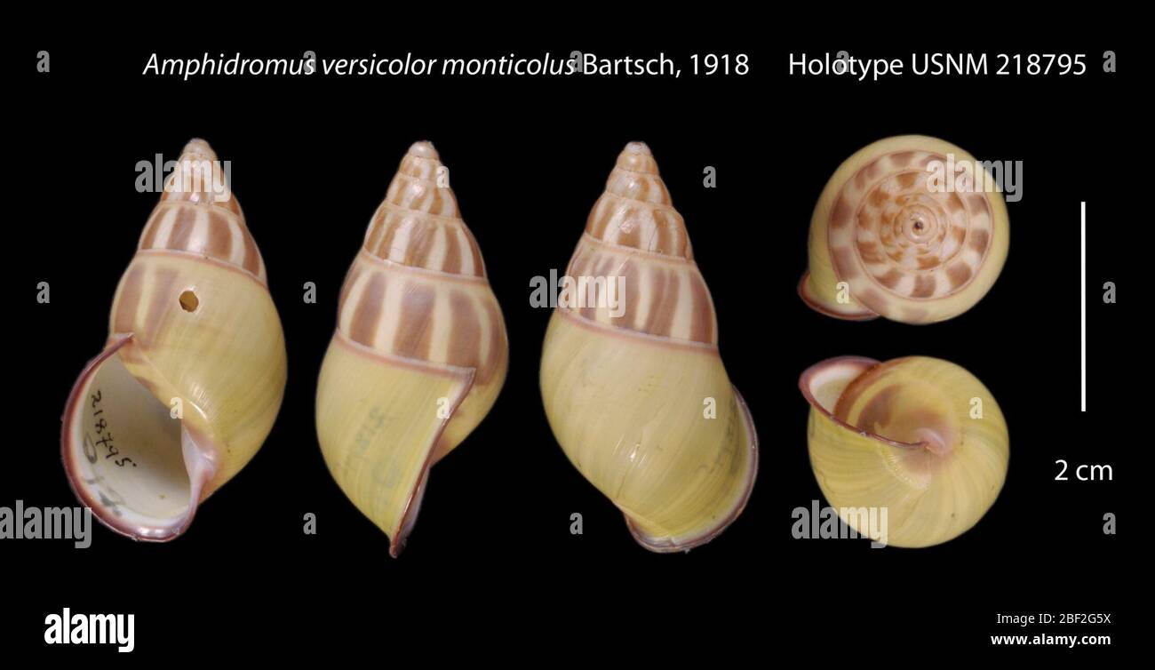 Amphidromus hi-res stock photography and images - Alamy