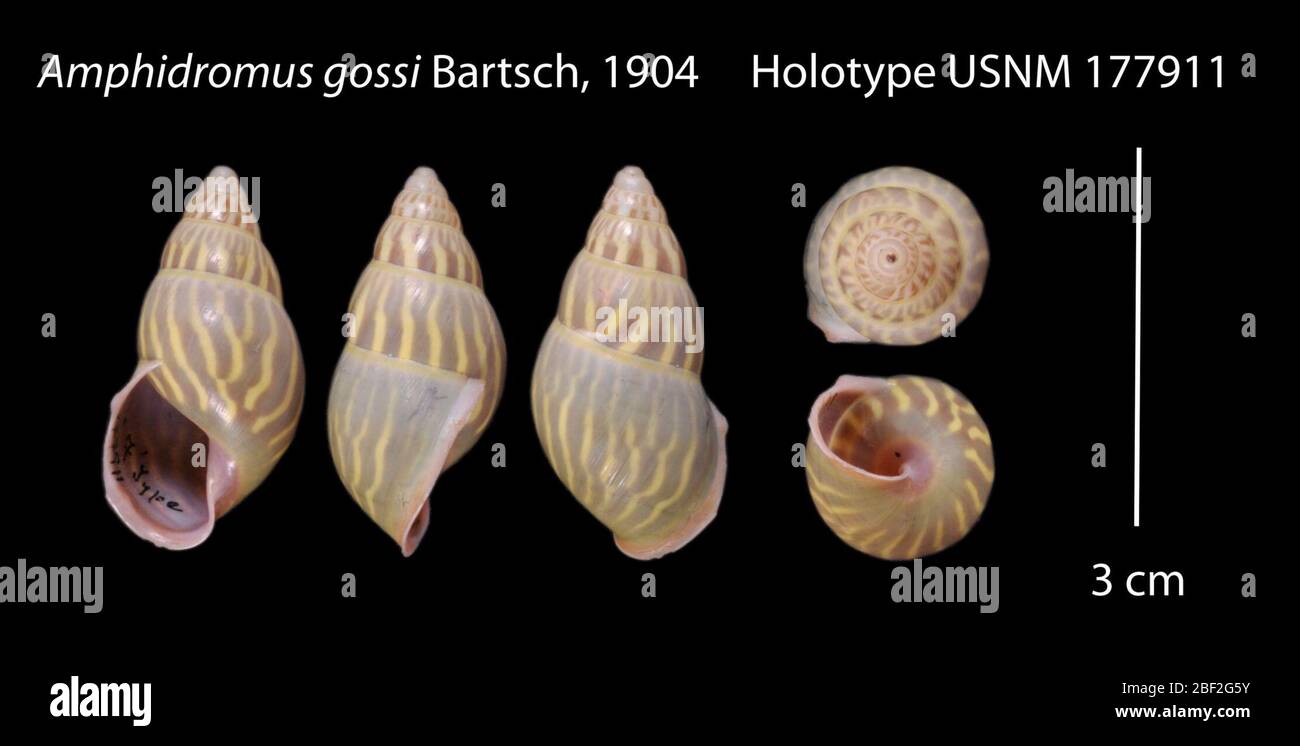 Amphidromus hi-res stock photography and images - Alamy